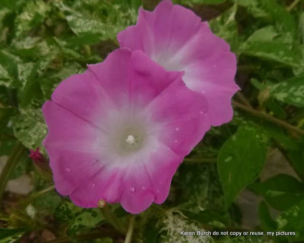 Miniature Japanese Morning Glories – Lake Mary Gardens
