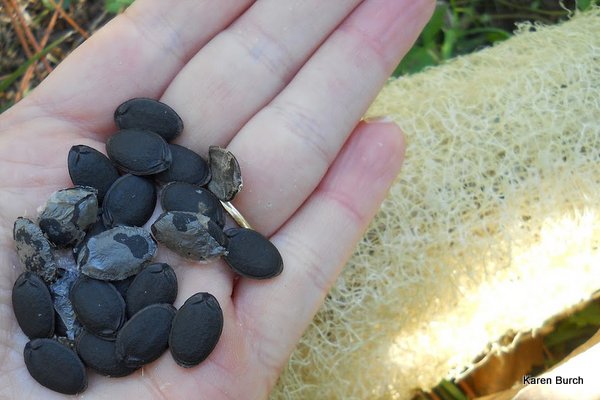 Growing Luffa Gourds – Lake Mary Gardens