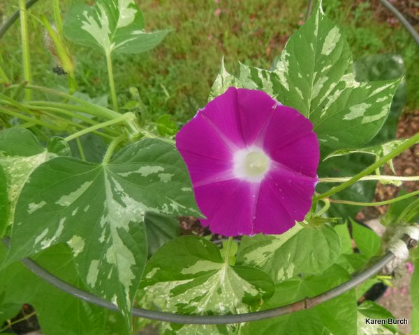 Miniature Japanese Morning Glories – Lake Mary Gardens