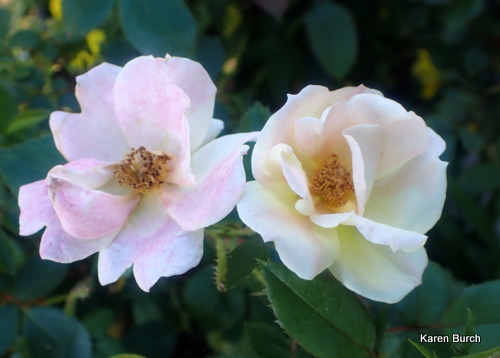 4/30/2024 Pink Lemonade Rose – Lake Mary Gardens
