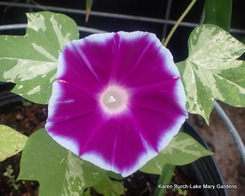 Japanese Morning Glory Miniature – Lake Mary Gardens
