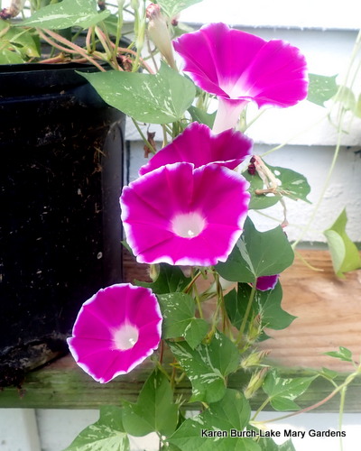 Japanese Morning Glory Miniature – Lake Mary Gardens