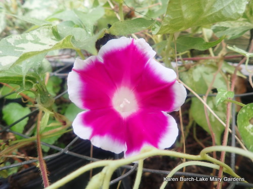 Japanese Morning Glory Miniature – Lake Mary Gardens