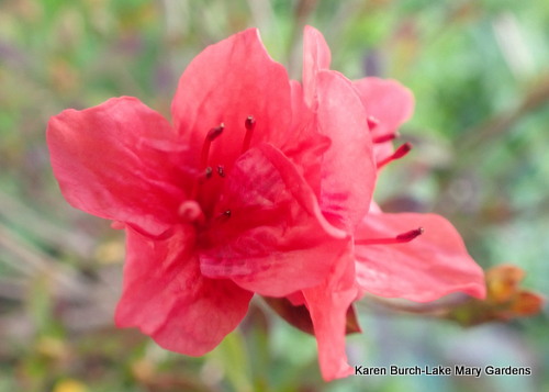 During this Winter blurry blooms and open seed pods in the cold – Lake ...