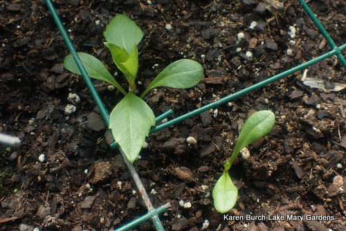 Volunteer seedlings in the greenhouse – Lake Mary Gardens