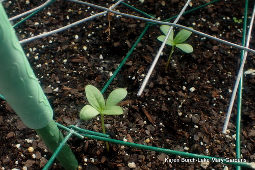 Volunteer seedlings in the greenhouse – Lake Mary Gardens
