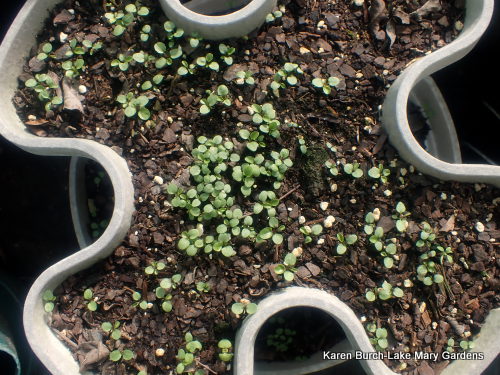 Volunteer seedlings in the greenhouse – Lake Mary Gardens