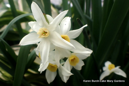 Avalanche Jonquils – Lake Mary Gardens