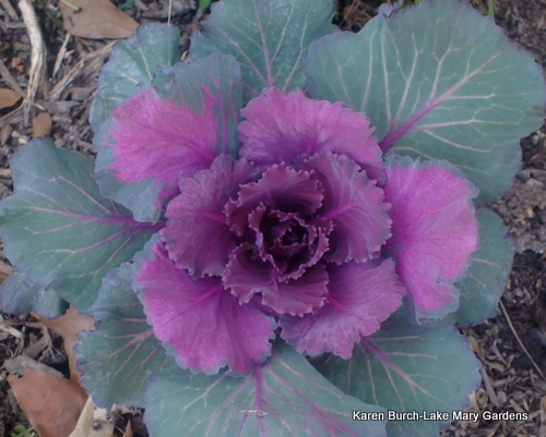 Beautiful brassica species – Lake Mary Gardens
