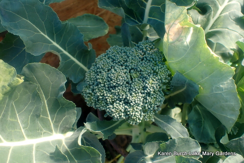 Beautiful brassica species – Lake Mary Gardens